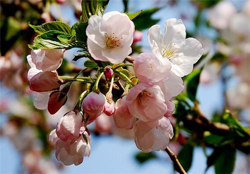 Best Spring Tours in Beijing: Explore China’s Capital in Bloom